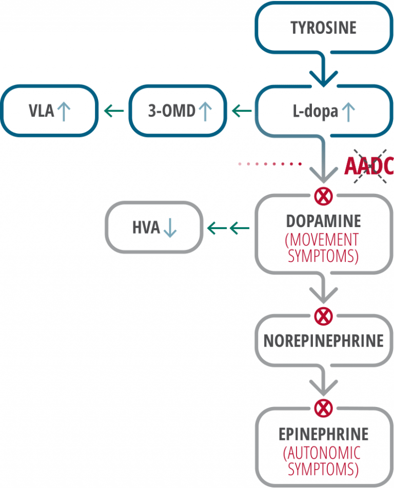 AADC deficiency | A neurotransmitter disorder